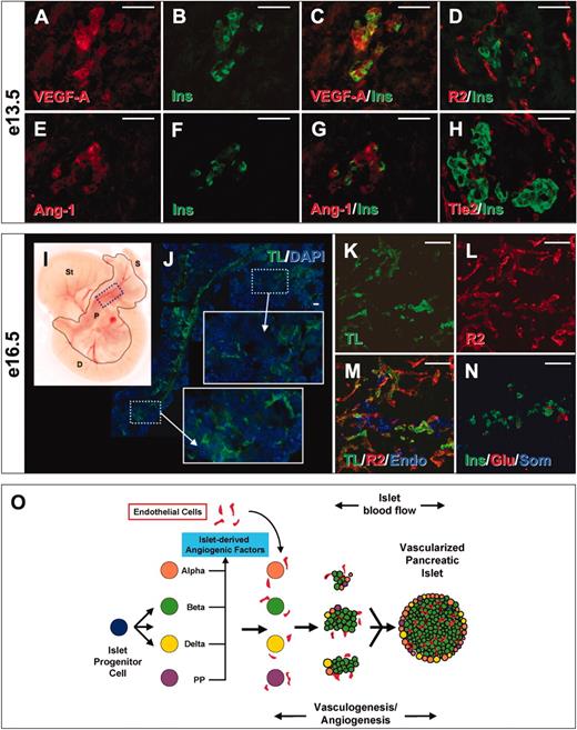 Pancreatic Islet Production of Vascular Endothelial Growth Factor-A Is ...
