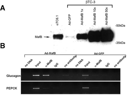 MafB | Diabetes | American Diabetes Association