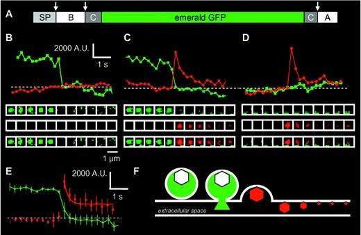 Pancreatic β-Cells Secrete Insulin in Fast- and Slow-Release Forms ...