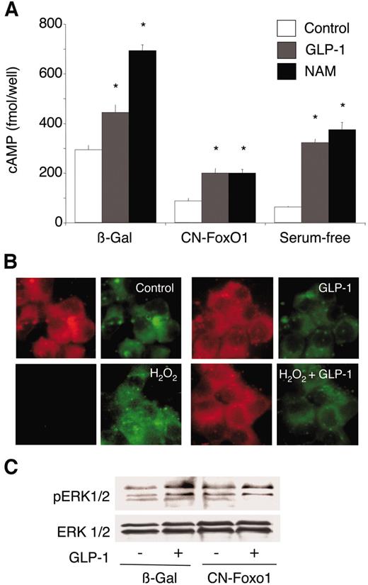 Transcription Factor FoxO1 Mediates Glucagon-Like Peptide-1 Effects on ...