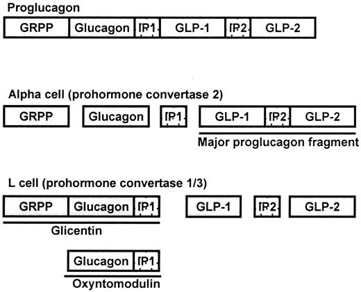 Glucagon-Like Peptide 1 Secretion by the L-Cell | Diabetes | American ...