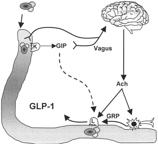 Glucagon-Like Peptide 1 Secretion by the L-Cell | Diabetes | American ...