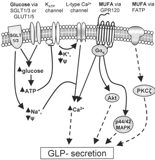 Glucagon-Like Peptide 1 Secretion by the L-Cell | Diabetes | American ...