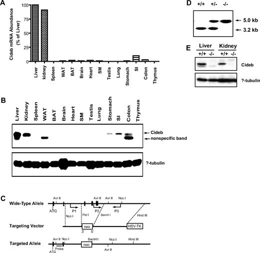 Cideb Regulates Diet-Induced Obesity, Liver Steatosis, and Insulin ...