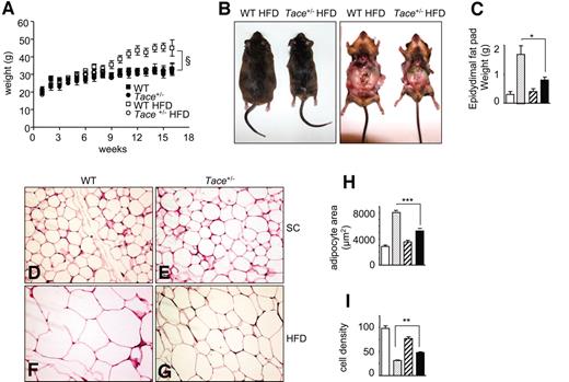 Mice Heterozygous for Tumor Necrosis Factor-α Converting Enzyme Are ...