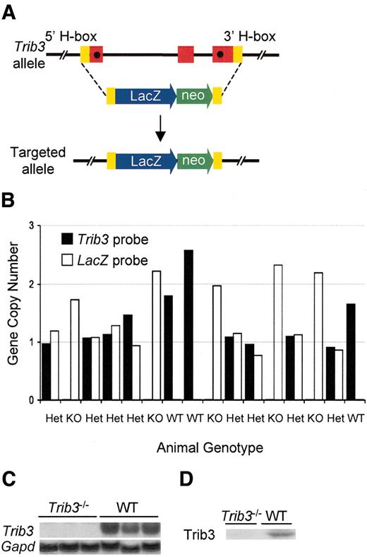 Genetic Deletion of Trb3, the Mammalian Drosophila tribbles Homolog ...
