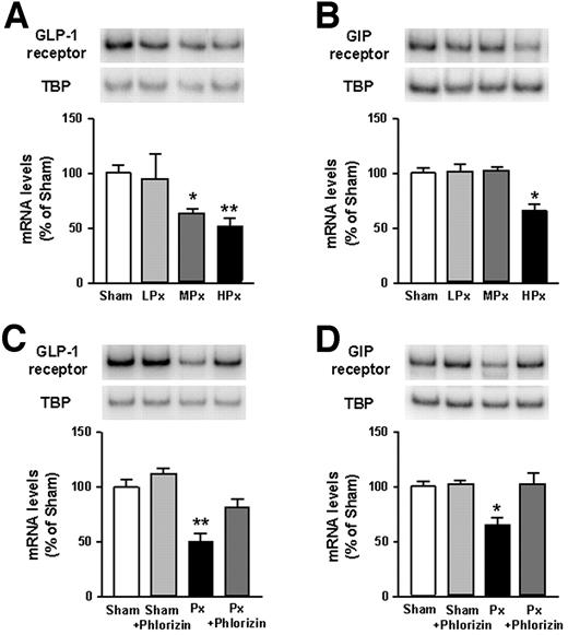 Downregulation of GLP-1 and GIP Receptor Expression by Hyperglycemia ...