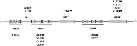 New ABCC8 Mutations in Relapsing Neonatal Diabetes and Clinical ...