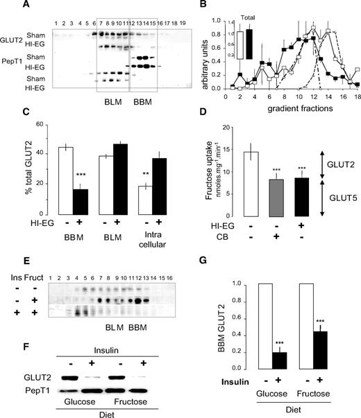 Insulin Internalizes GLUT2 in the Enterocytes of Healthy but Not ...