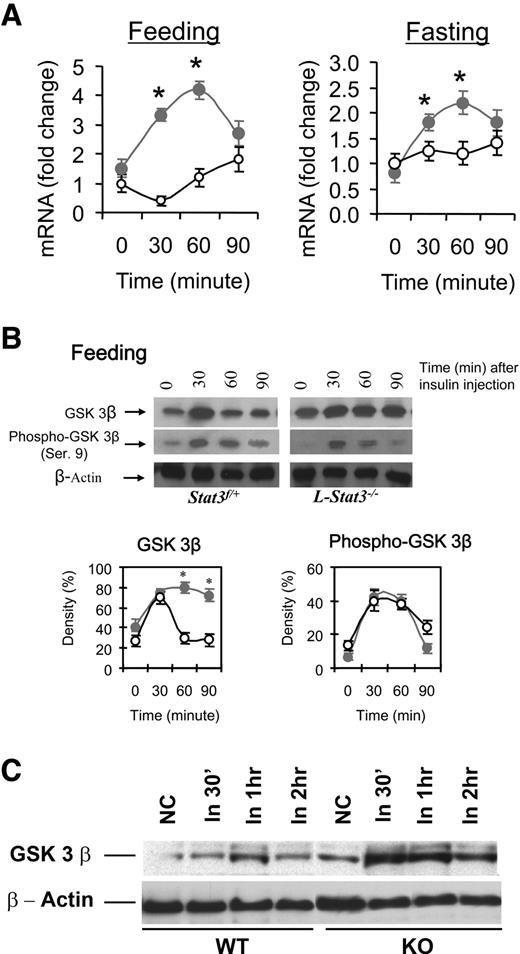 STAT3 Sensitizes Insulin Signaling by Negatively Regulating Glycogen ...