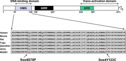 Role of the Transcription Factor Sox4 in Insulin Secretion and Impaired ...