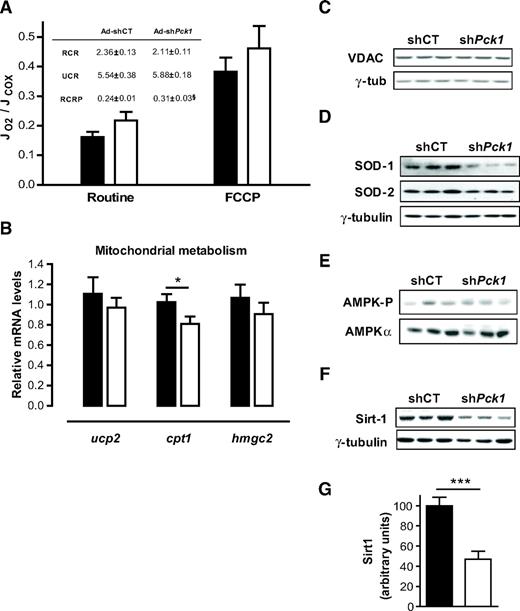 Pck1 Gene Silencing in the Liver Improves Glycemia Control, Insulin ...