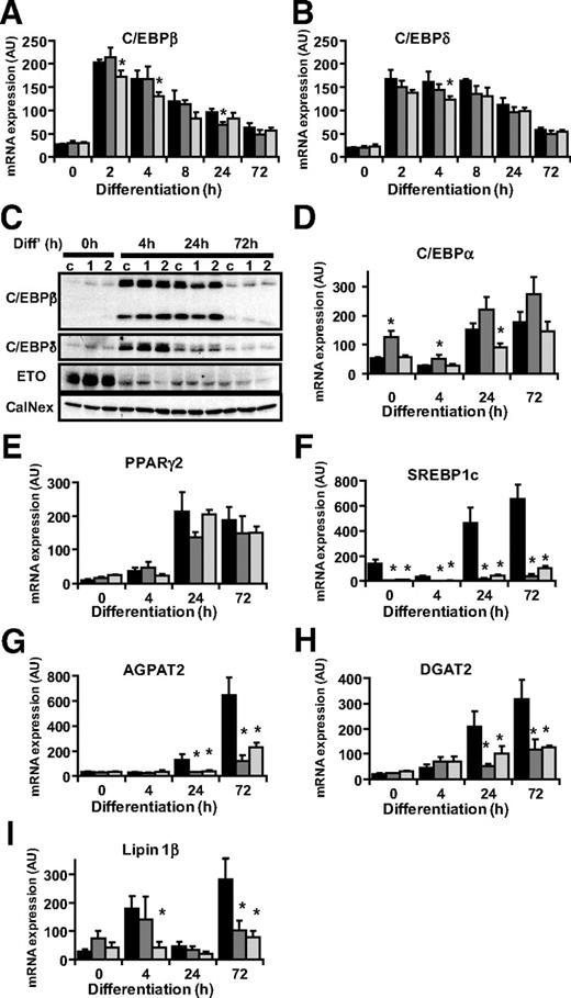 The Human Lipodystrophy Gene BSCL2/Seipin May Be Essential for Normal ...