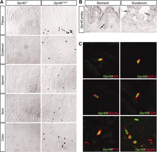 Gpr40 Is Expressed in Enteroendocrine Cells and Mediates Free Fatty ...