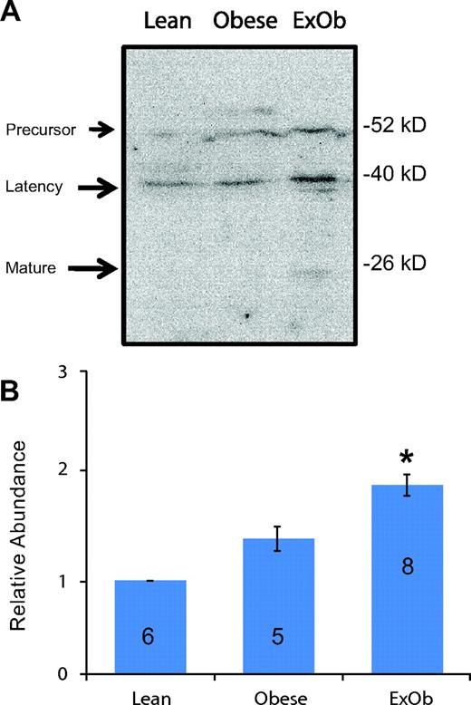 Increased Secretion and Expression of Myostatin in Skeletal Muscle From ...