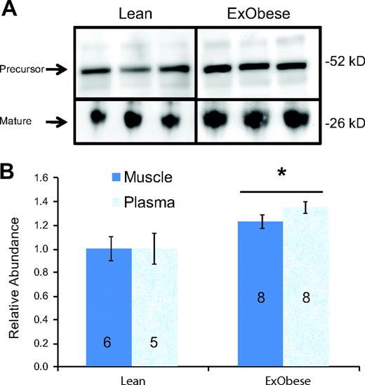Increased Secretion and Expression of Myostatin in Skeletal Muscle From ...
