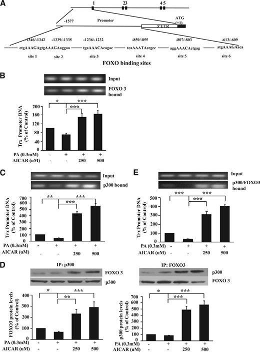 Activation of the AMPK-FOXO3 Pathway Reduces Fatty Acid–Induced ...