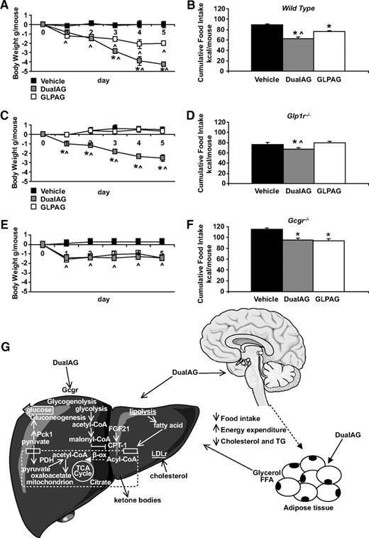 Glucagon-Like Peptide 1/Glucagon Receptor Dual Agonism Reverses Obesity ...
