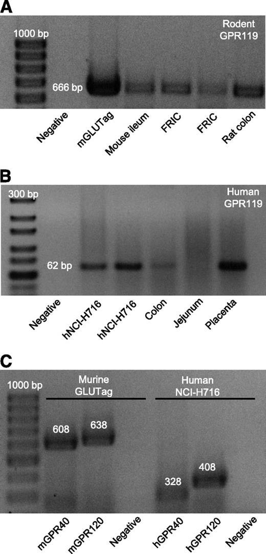 GPR119 Is Essential for Oleoylethanolamide-Induced Glucagon-Like ...