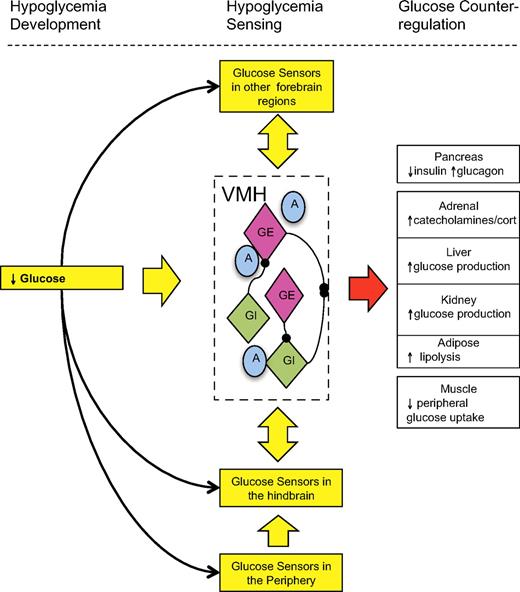 Hypoglycemia in Type 1 Diabetes | Diabetes | American Diabetes Association