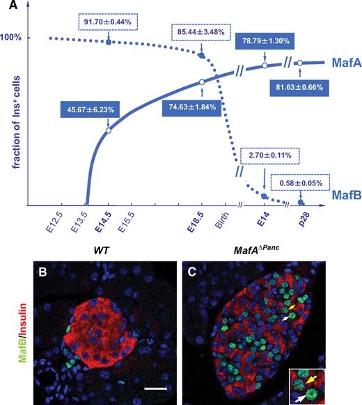 MafA and MafB Regulate Genes Critical to β-Cells in a Unique Temporal ...