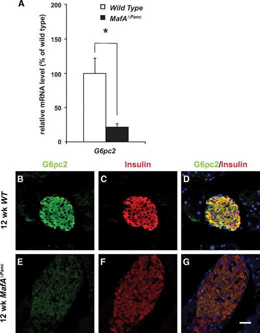 MafA and MafB Regulate Genes Critical to β-Cells in a Unique Temporal ...