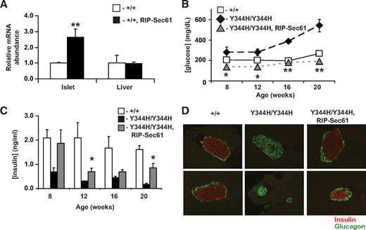 A Point Mutation in Sec61α1 Leads to Diabetes and Hepatosteatosis in ...