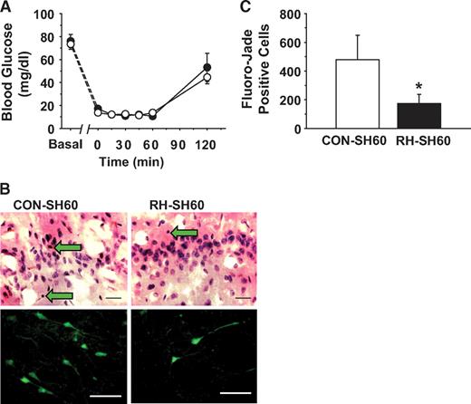 Recurrent Moderate Hypoglycemia Ameliorates Brain Damage and Cognitive ...