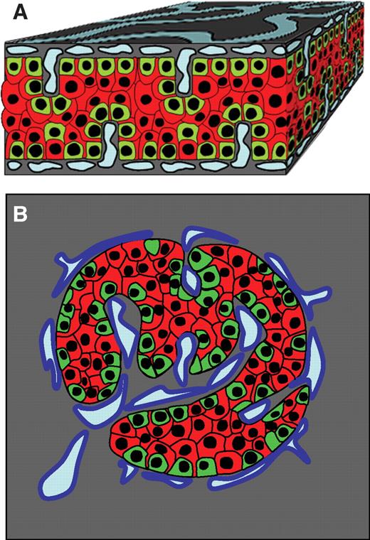 Unique Arrangement of α- and β-Cells in Human Islets of Langerhans ...