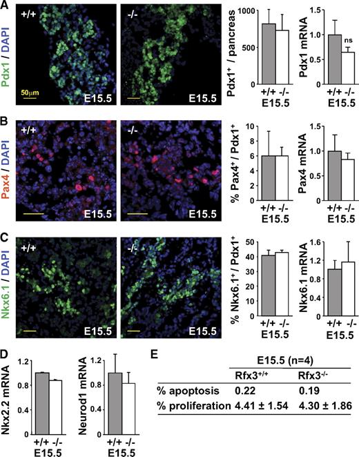 The Transcription Factor Rfx3 Regulates β-Cell Differentiation ...