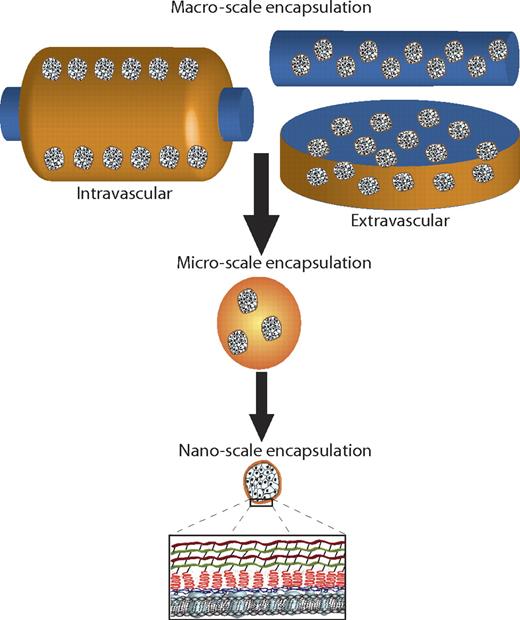 Stopping Type 1 Diabetes: Attempts to Prevent or Cure Type 1 Diabetes ...