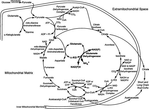 The Complex Mechanism of Glutamate Dehydrogenase in Insulin Secretion ...