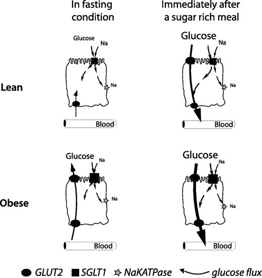 GLUT2 Accumulation in Enterocyte Apical and Intracellular Membranes ...