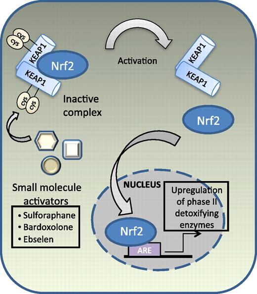 Nrf2 Activators as Attractive Therapeutics for Diabetic Nephropathy ...
