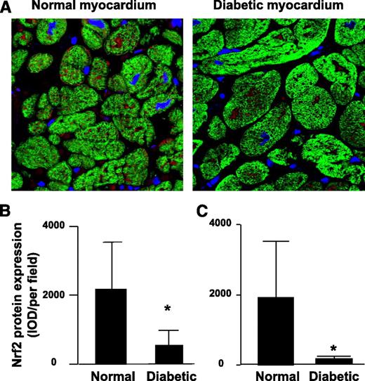 Diabetic Downregulation of Nrf2 Activity via ERK Contributes to ...