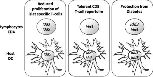 Cellular Mechanisms of Restored β-Cell Tolerance Mediated by Protective ...