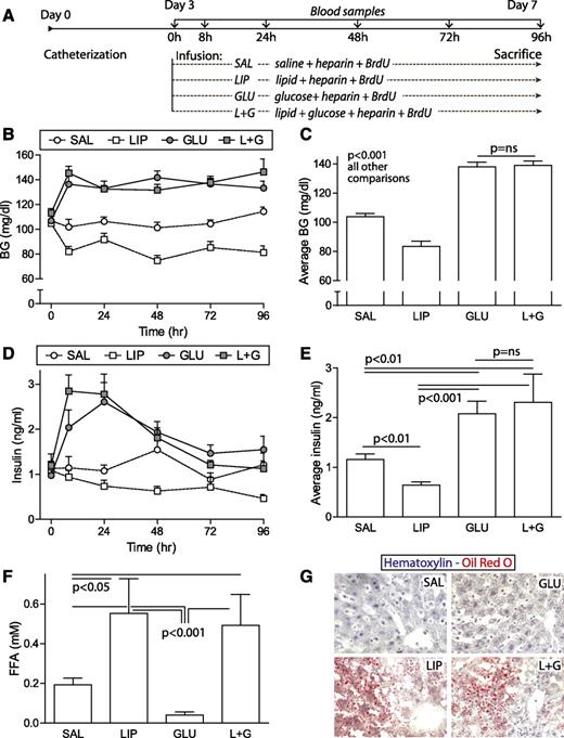 Free Fatty Acids Block Glucose-Induced β-Cell Proliferation in Mice by ...