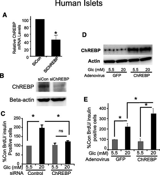 ChREBP Mediates Glucose-Stimulated Pancreatic β-Cell Proliferation ...