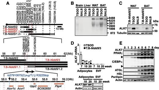 Activin Receptor-Like Kinase 7 Suppresses Lipolysis to Accumulate Fat ...