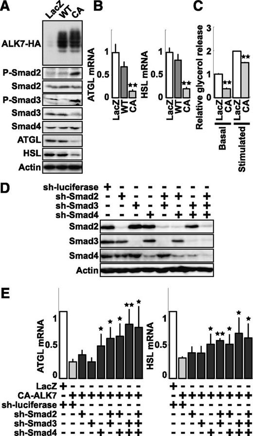 Activin Receptor-Like Kinase 7 Suppresses Lipolysis to Accumulate Fat ...