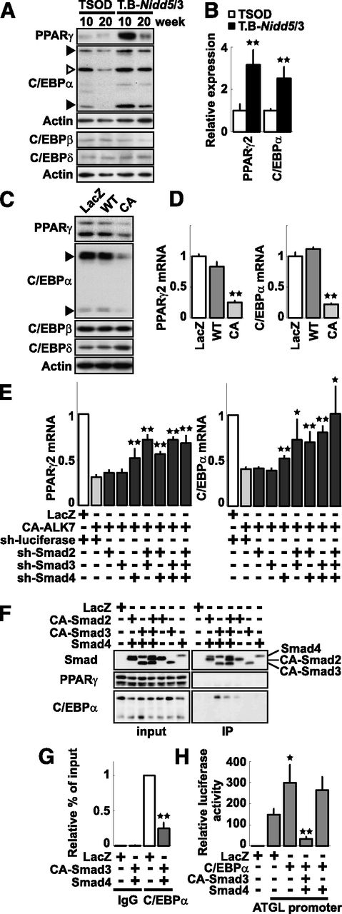 Activin Receptor-Like Kinase 7 Suppresses Lipolysis to Accumulate Fat ...