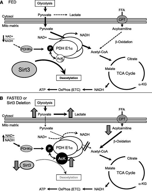 Sirt3 Regulates Metabolic Flexibility of Skeletal Muscle Through ...