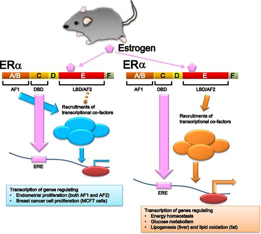 New Insights Into Metabolic Regulation via Bifurcated Function of ...