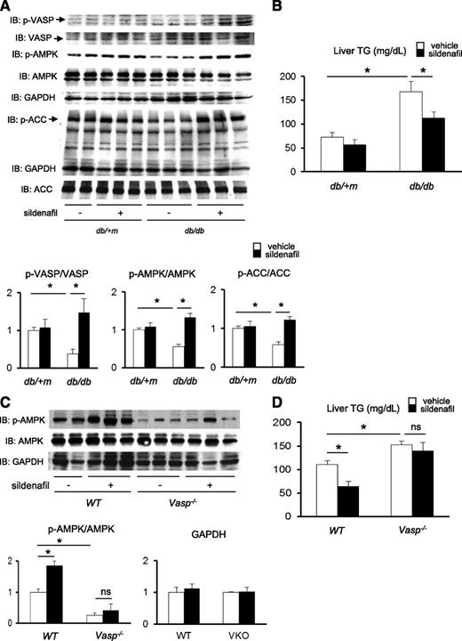 VASP Increases Hepatic Fatty Acid Oxidation by Activating AMPK in Mice ...