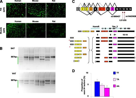 Link Between GIP and Osteopontin in Adipose Tissue and Insulin ...