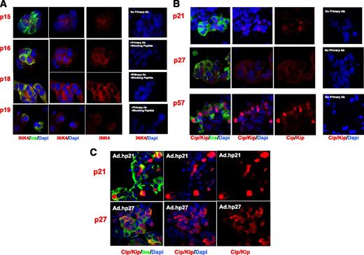 Human Pancreatic β-Cell G1/S Molecule Cell Cycle Atlas | Diabetes ...