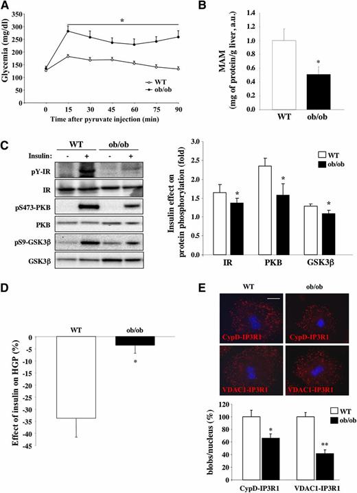Mitochondria-Associated Endoplasmic Reticulum Membrane (MAM) Integrity ...