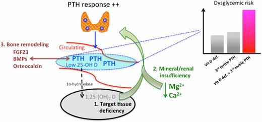 PTH-Vitamin D-Glycemia Interactions Reloaded | Diabetes | American ...