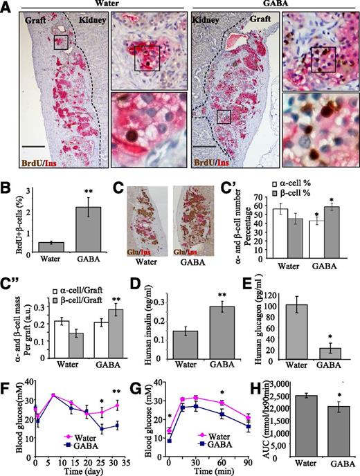GABA Promotes Human β-Cell Proliferation and Modulates Glucose ...