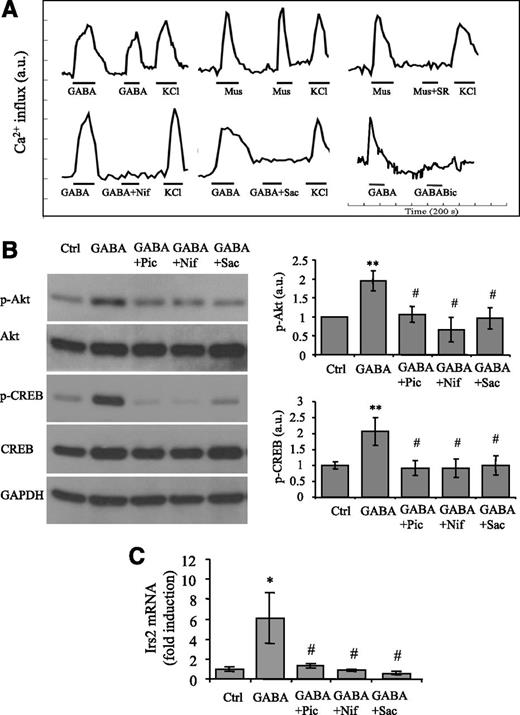GABA Promotes Human β-Cell Proliferation and Modulates Glucose ...